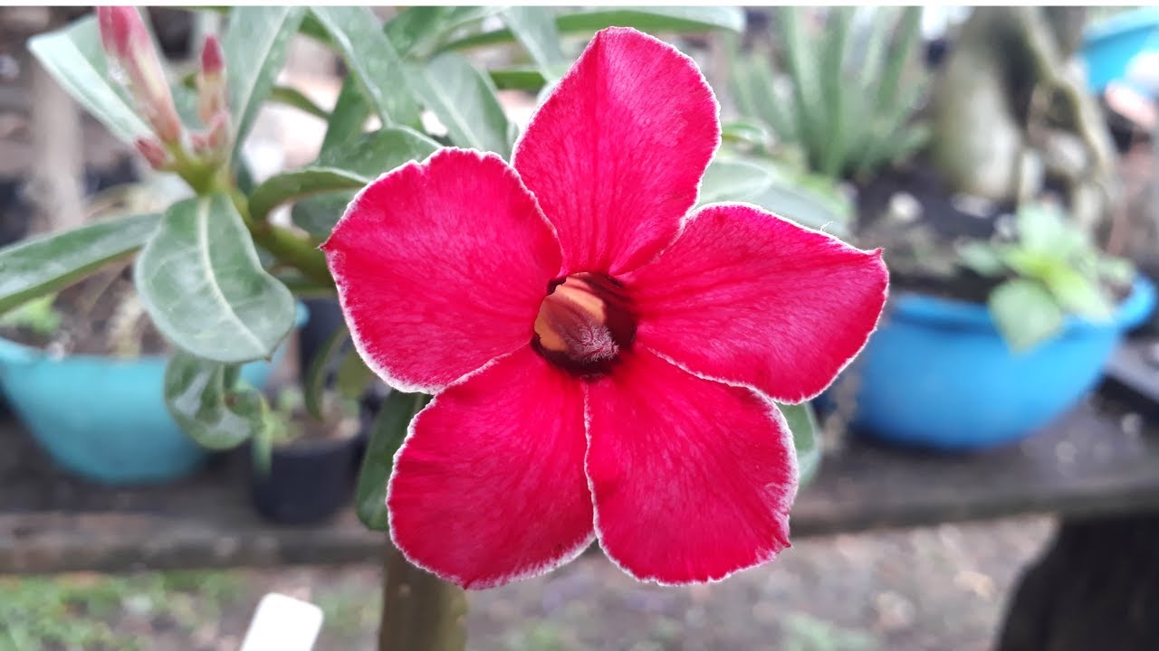 ROSA DO DESERTO AKIRA: vamos conhecer está linda flor - YouTube