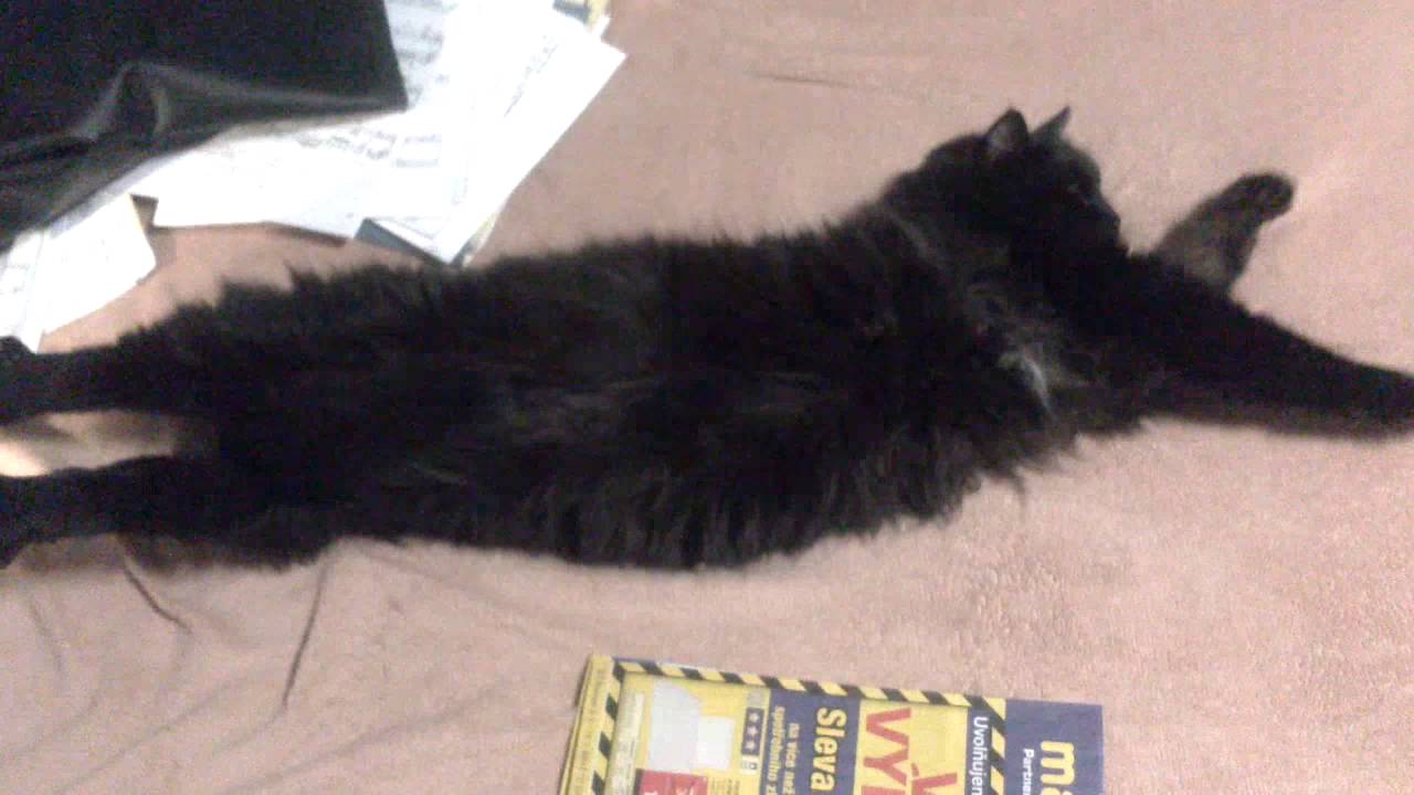 Cat getting petted - YouTube