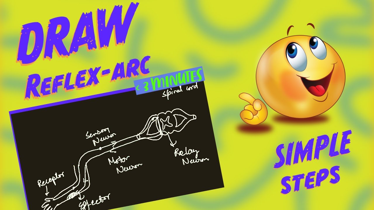 Hand-Draw the Reflex Arc: Easy Step-by-Step Tutorial! - YouTube