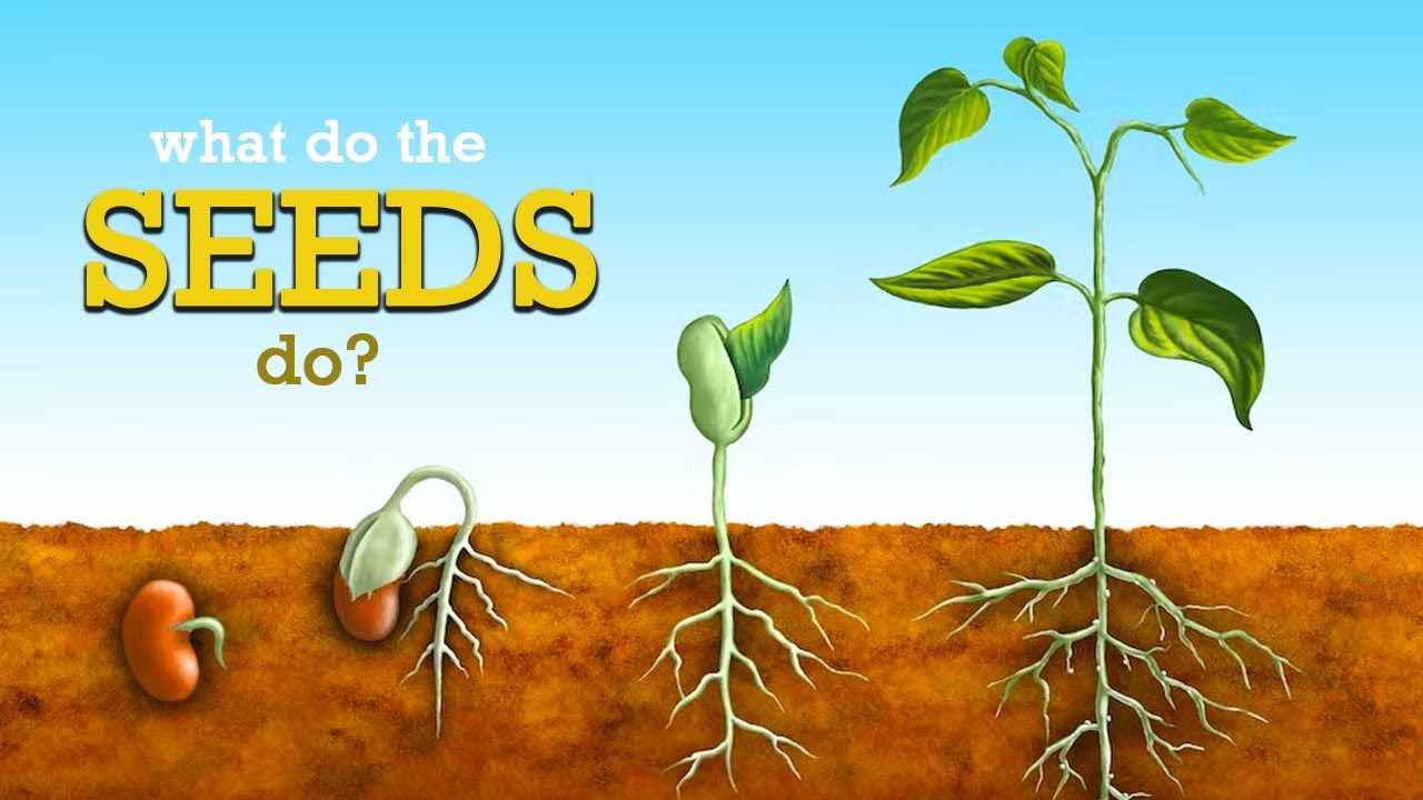 What Do the Seeds Do? | Illustrated Story for Children - YouTube