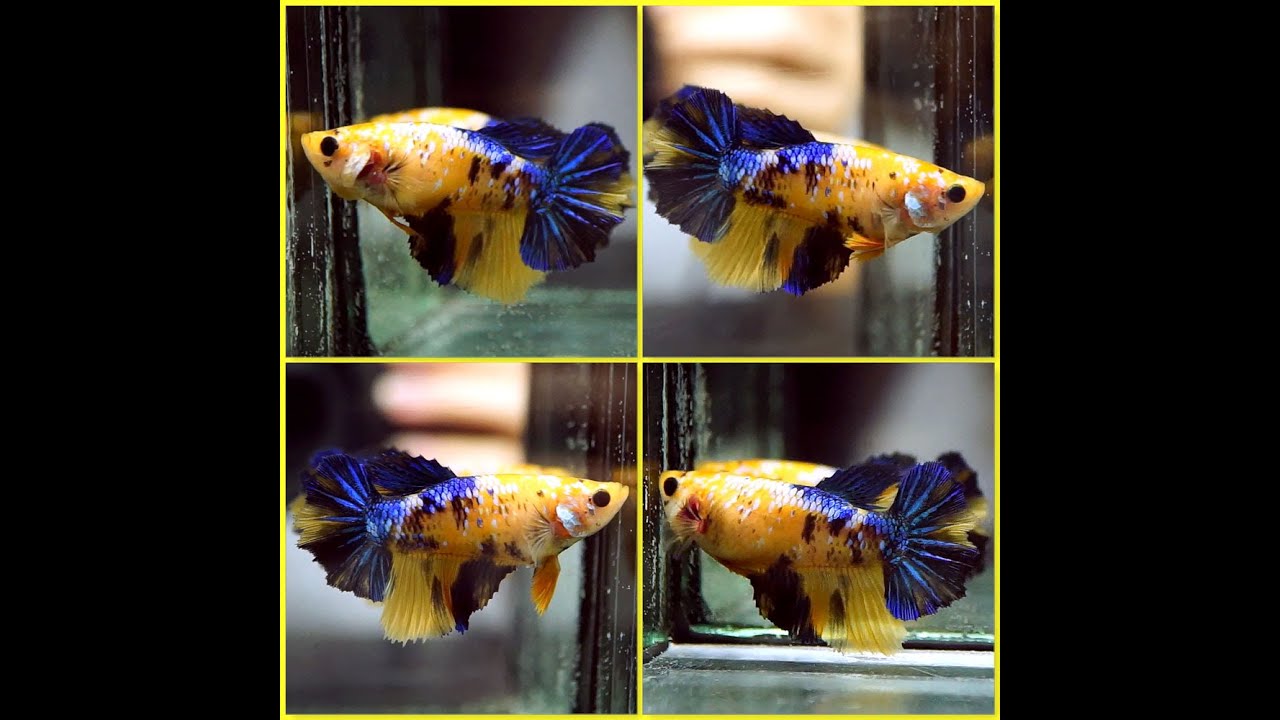 Betta Fish Fancy YELLOW TIGER BLUE GALAXY KOI Halfmoon HM Female S248 ...