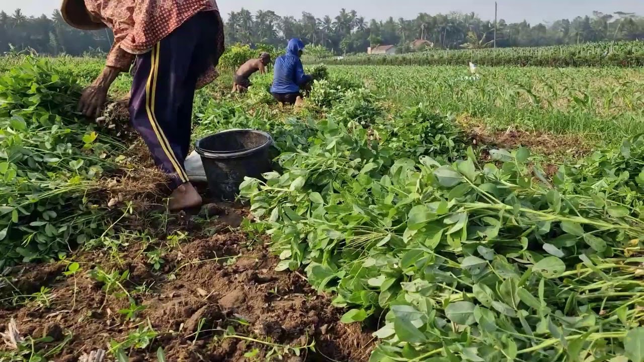 SUPER SKILL IN SEPARATING PEANUTS FROM ROOTS USING MANUAL BARE HAND ...