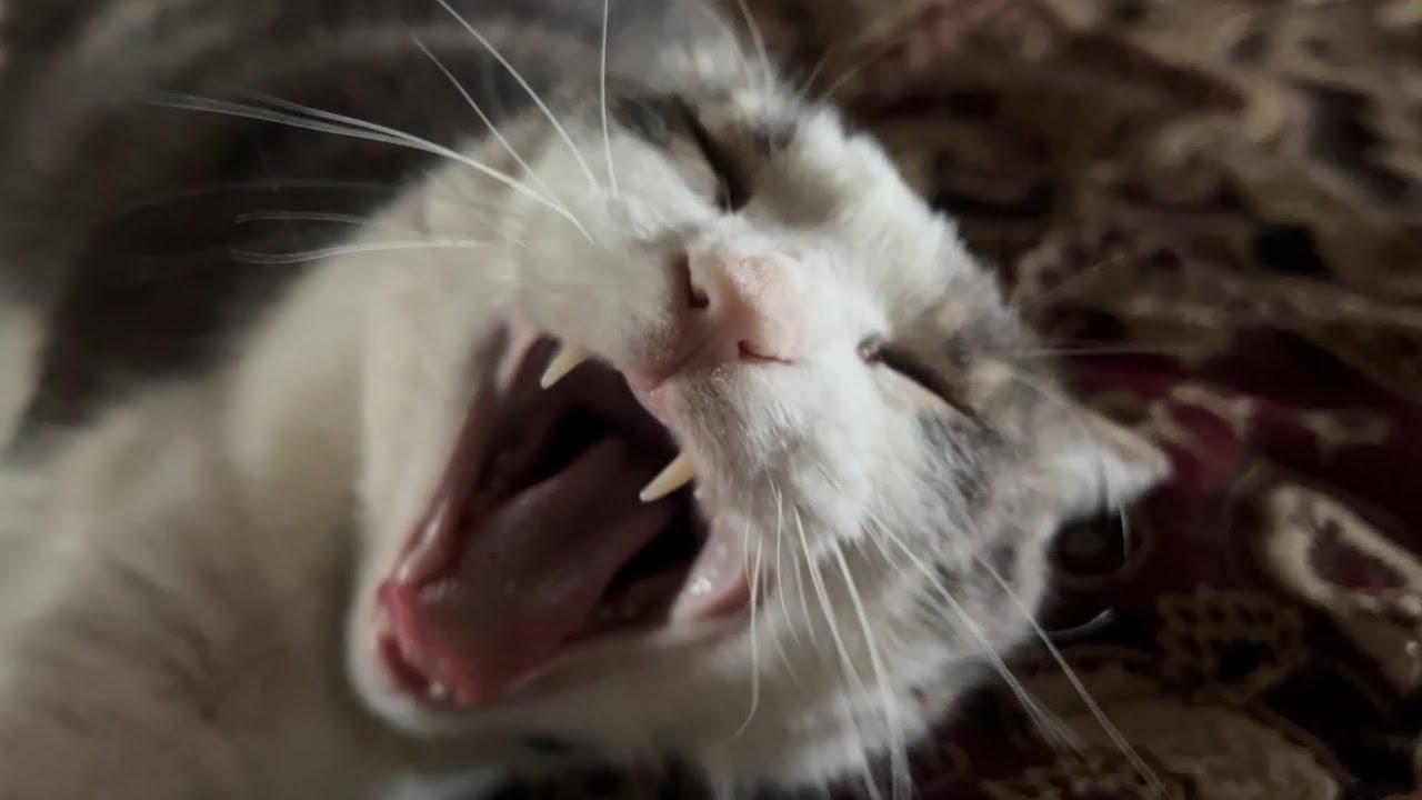 Sleep, yawn, back to sleep - YouTube