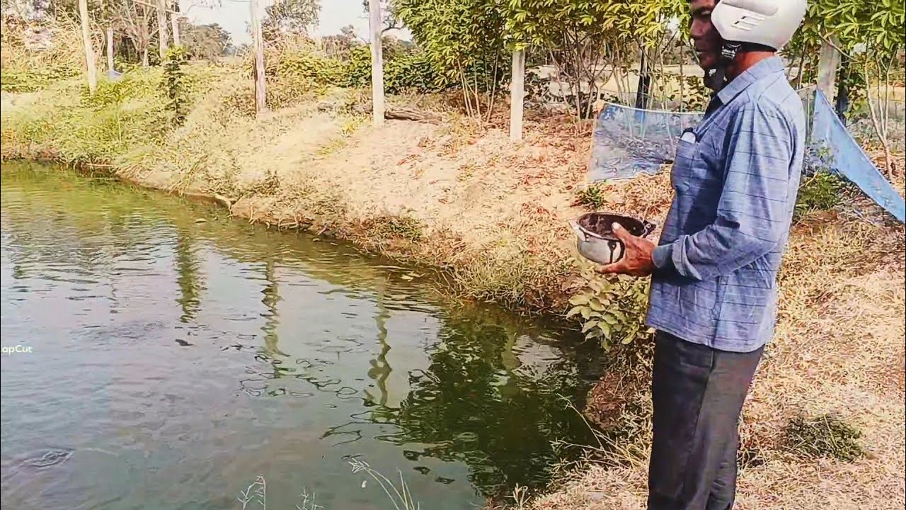 Grandpa raises fish to eat. - YouTube