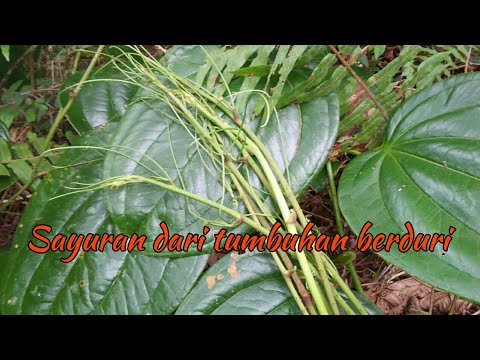 Cari sayur hutan dari tumbuhan menjalar berduri. - YouTube