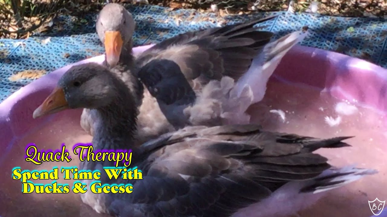 Spend Time With Cute Ducks And Geese (Quack Therapy Nature Sounds ...