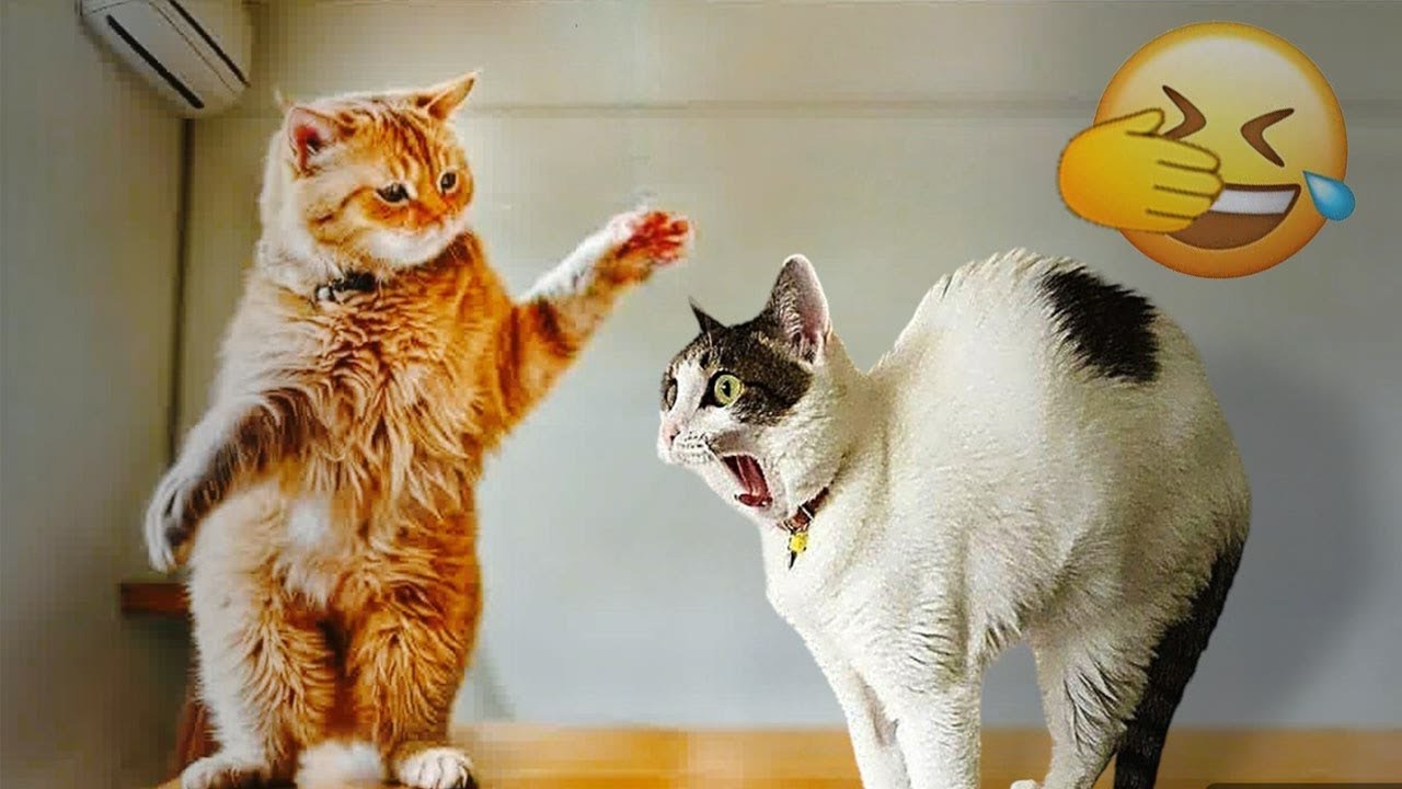 😘 A fun day with silly cat actions 😂 Funniest Animals 🤣😂 - YouTube