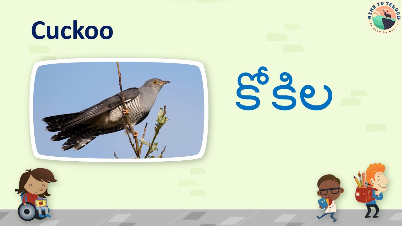 Birds names in Telugu & English | పక్షుల పేర్లు | Learn birds names in ...