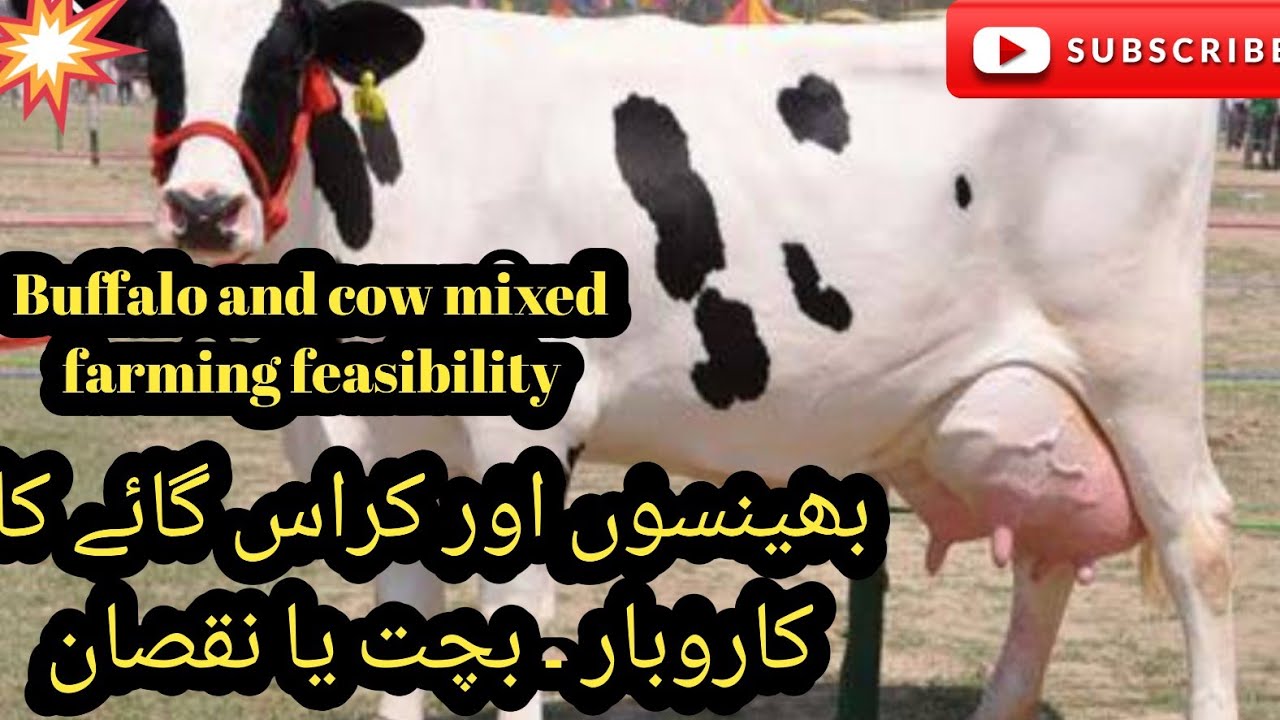 Feasibility of buffalo and cross bred cows II Profit from mixed farming ...