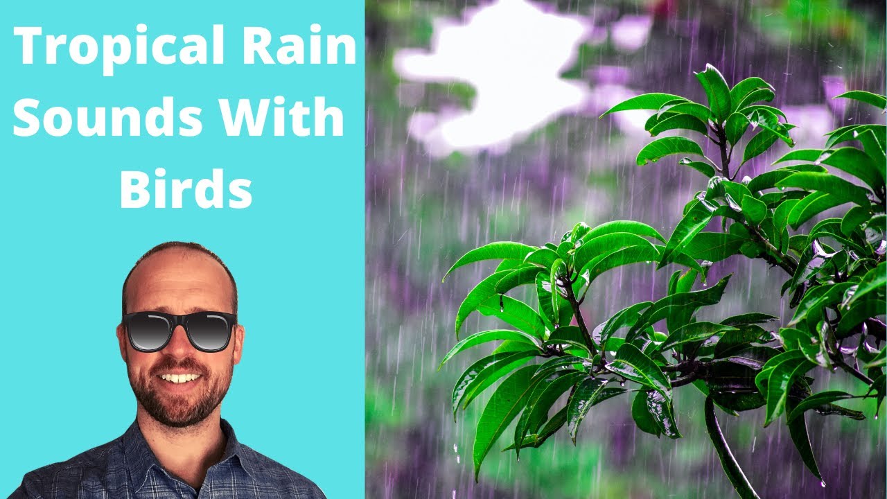 Tropical Rain Sounds With Birds And Insects (3 Hours Of Pure Relaxing ...
