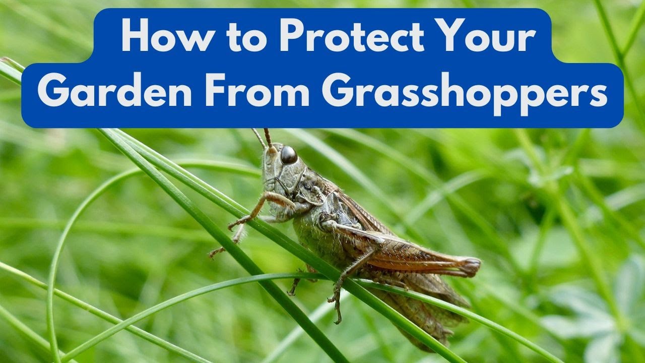 How to Protect Your Garden From Grasshoppers - YouTube