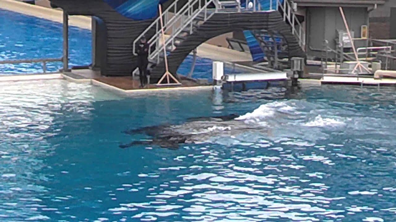 Kalia's new baby killer whale San Diego Dec 2014 - YouTube