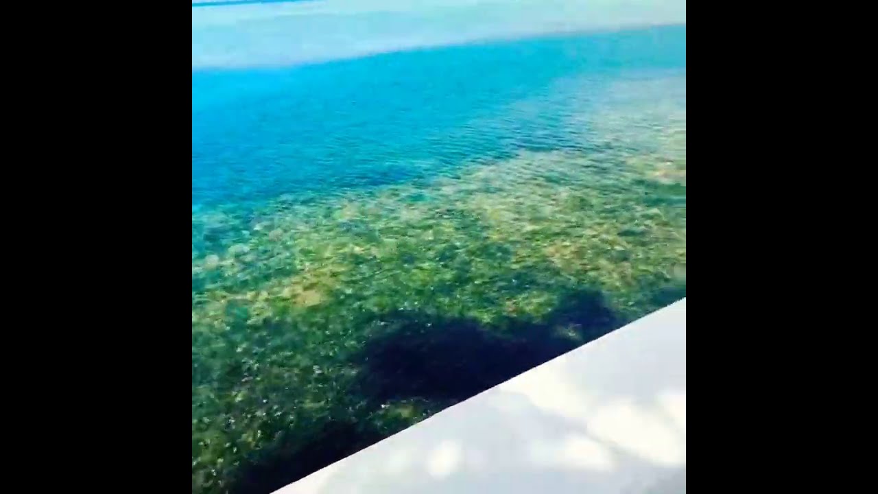 The beautiful key west ocean reef - YouTube