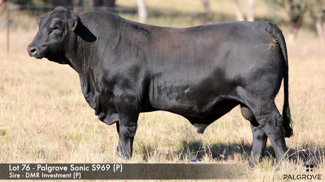 Lot 76 Palgrove Sonic S969 (P) - YouTube