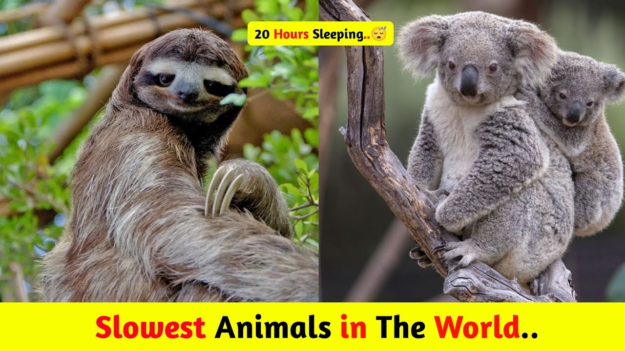 Slowest Animal in The World | 20 Hours Sleeping! Top 5 |English ...