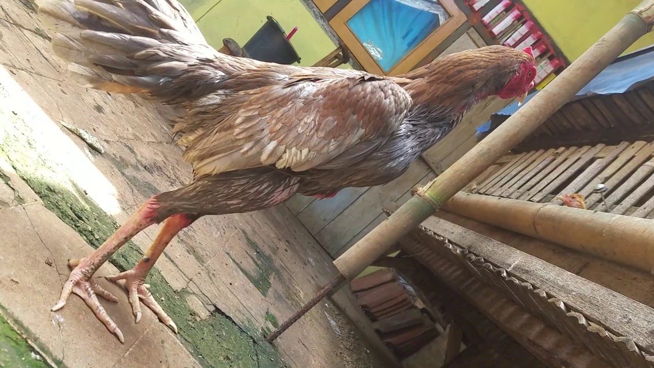 Satriya sinekti bulu biang (BULBI) si tazi hitam #ayam istimewa # - YouTube