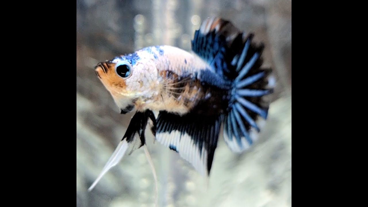 BLUE MARBLE BETTA SPLENDENS🐡🐠🐟🐬🐳 - YouTube