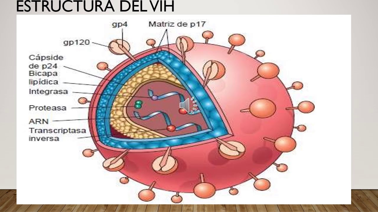 Síndrome de inmunodeficiencia adquirida ( sida ) Robbins patología ...