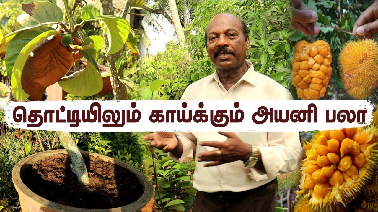 ஒட்டு செடியில் அயனி பலா,இனி உங்கள் தோட்டத்தில் பலாமரம்🥭Growing Ayni ...