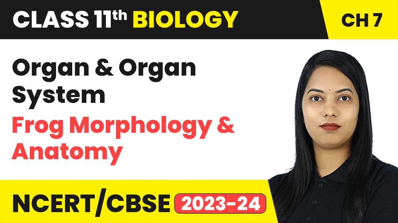 Organ & Organ System, Frog Morphology & Anatomy - Structural ...