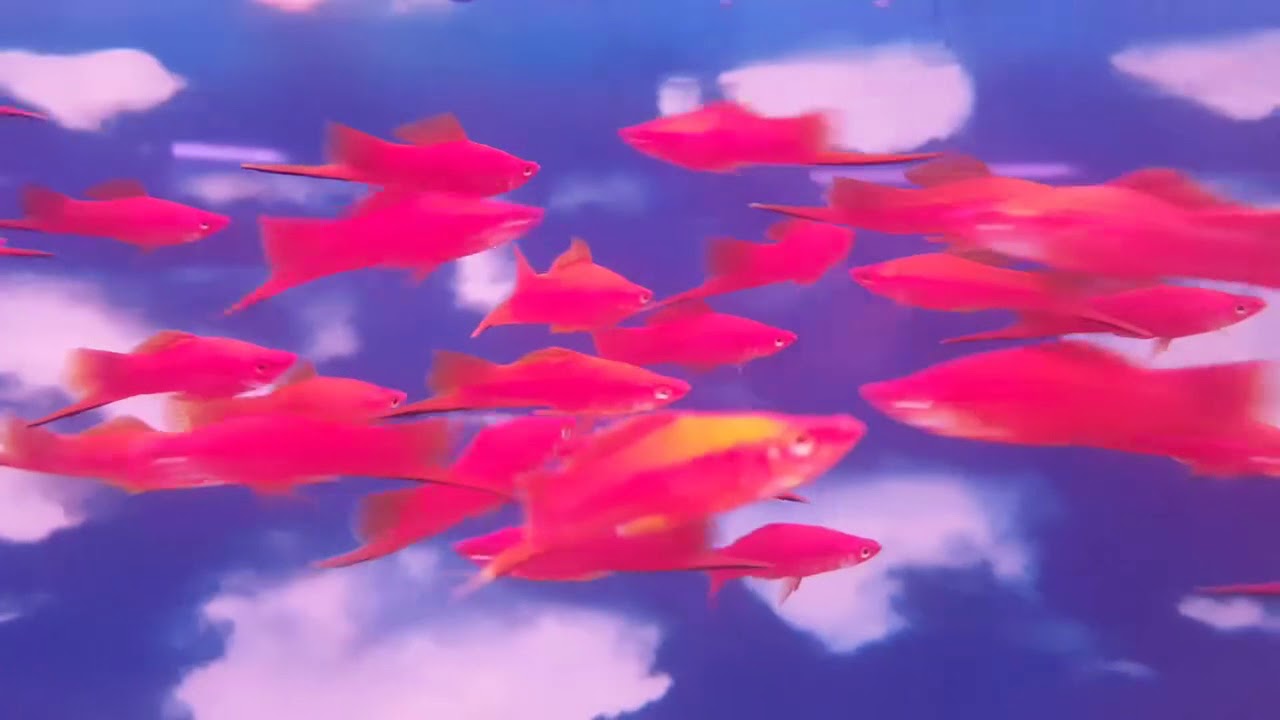 SWORDTAIL MOLLY Fishes - YouTube