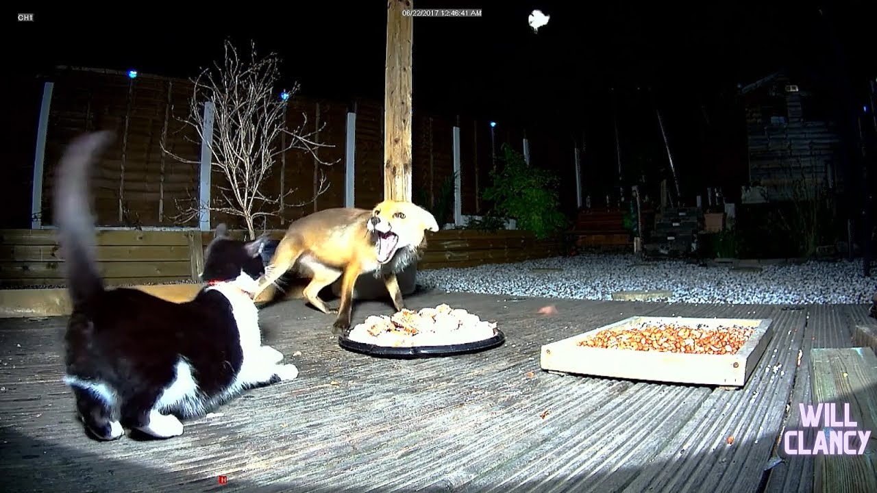 Not a nice greeting by the cat - YouTube