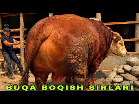 BUQA BOQISH SIRLARI ✅ AL TEMUR DRABILKASIDAN MEGA BONUS✅3 мая 2026 г.
