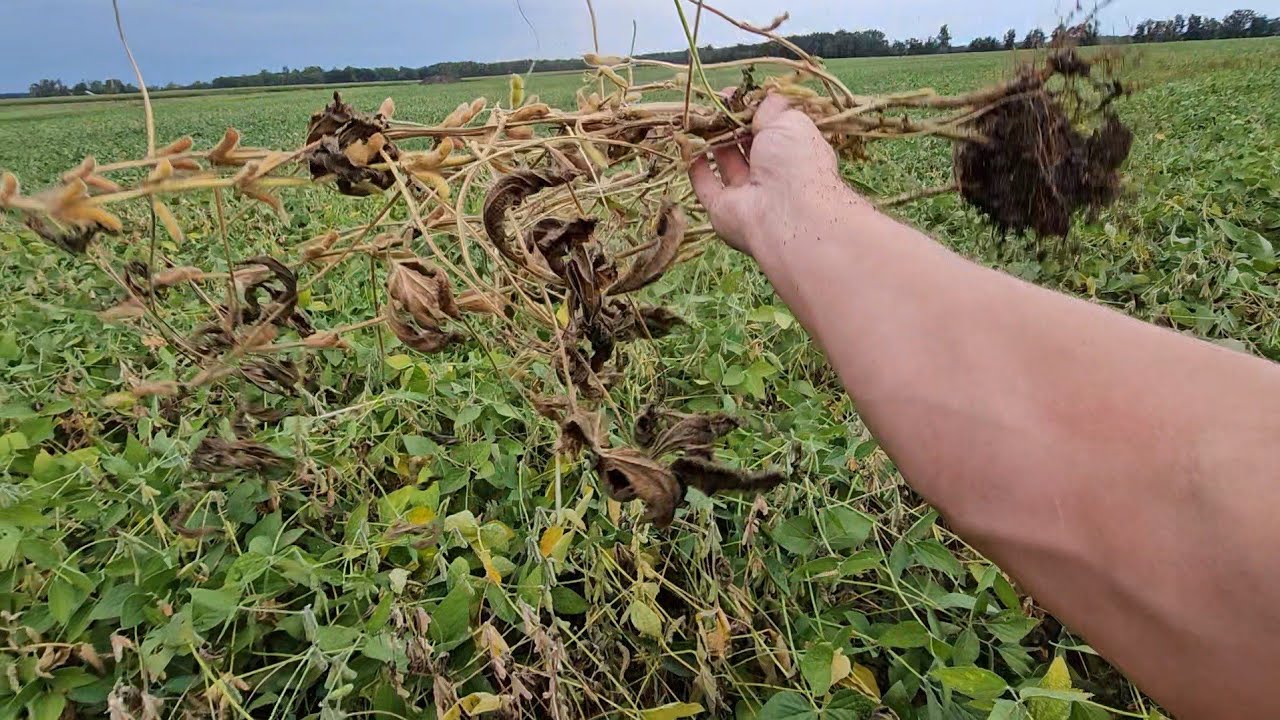 Super Discouraging - Dead Beans Everywhere - YouTube