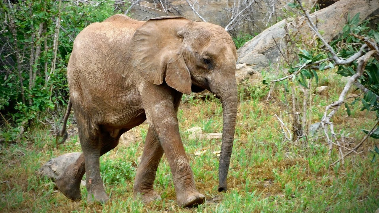 Rescue of Orphaned Elephant Baraka | Sheldrick Trust - YouTube