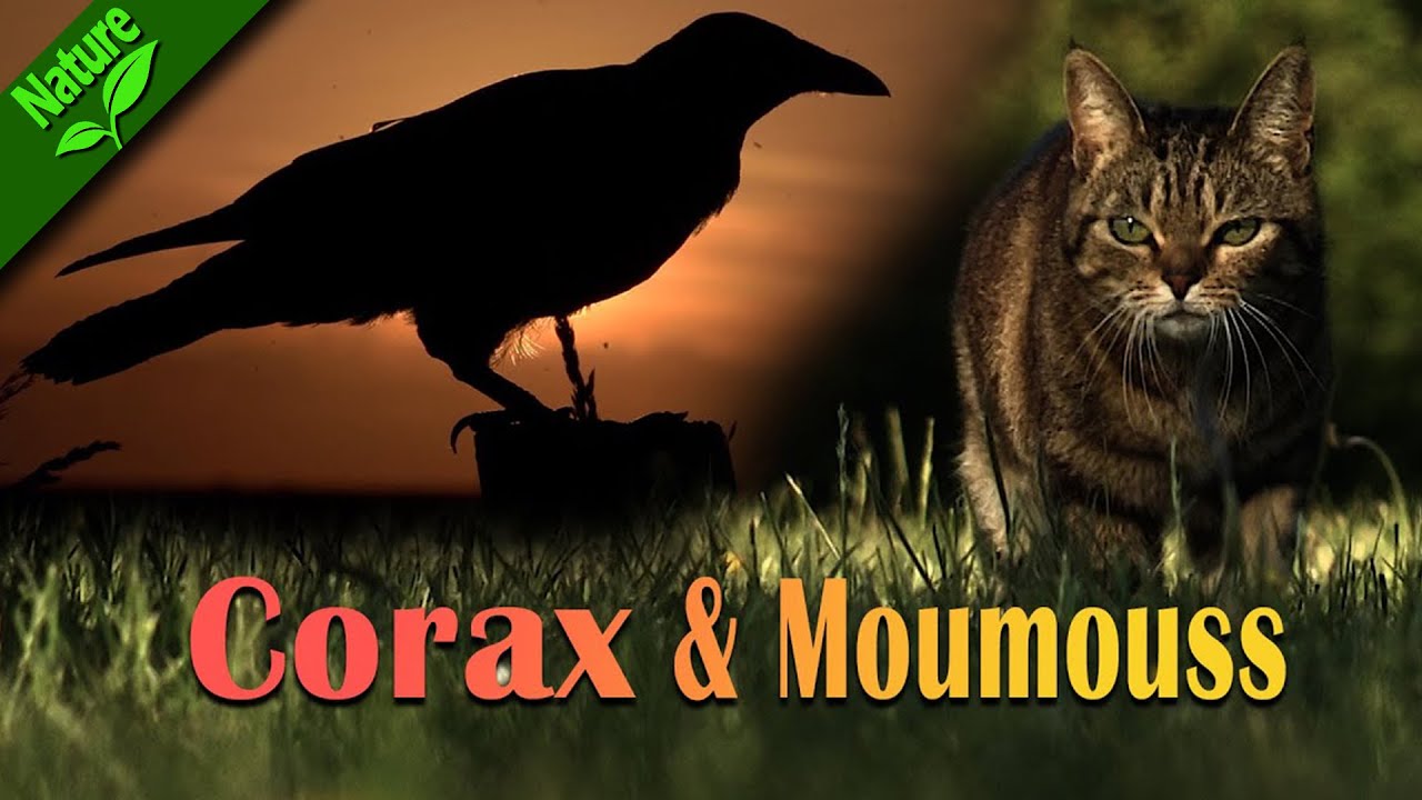 Corax & Moumouss Clip beauty Shoot ( Crow, Cats & Alien ) - YouTube