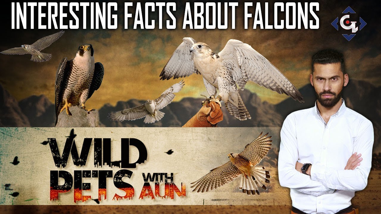 Interesting facts about falcons | Wild Pets with Aun 22nd September ...