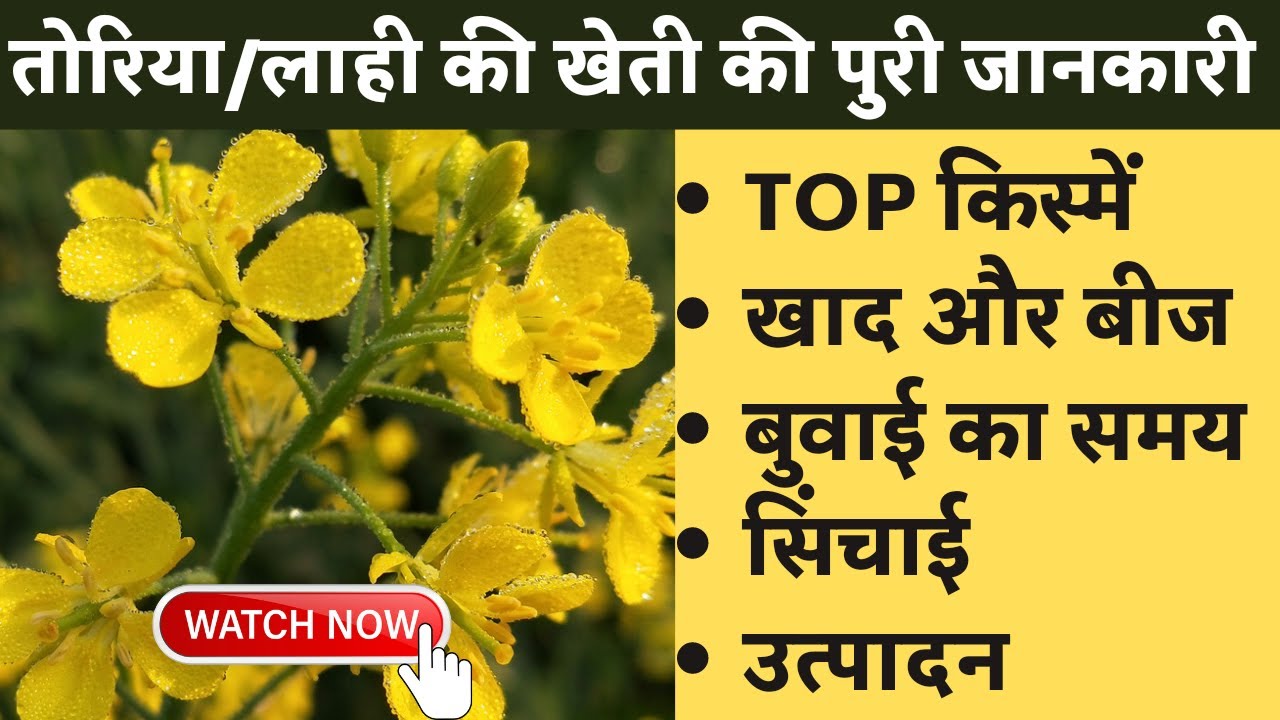 तोरिया/लाही की खेती , Rapeseed/toria cultivation - YouTube