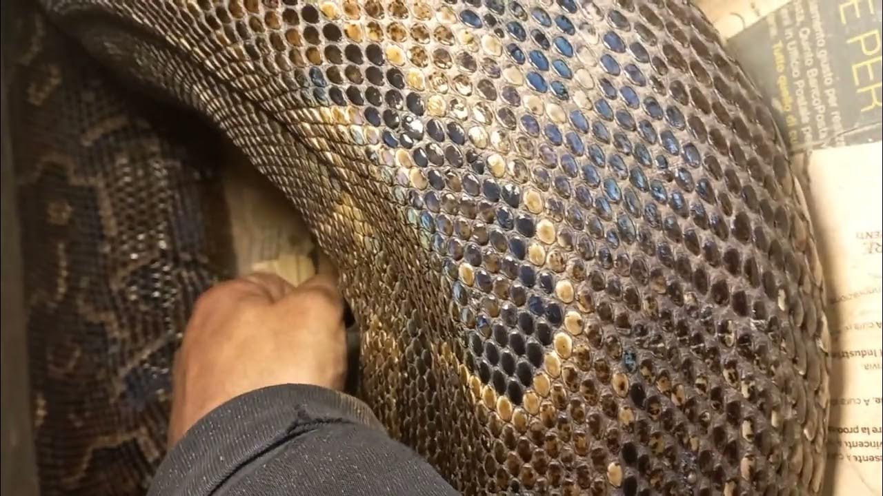 Python sebae - YouTube