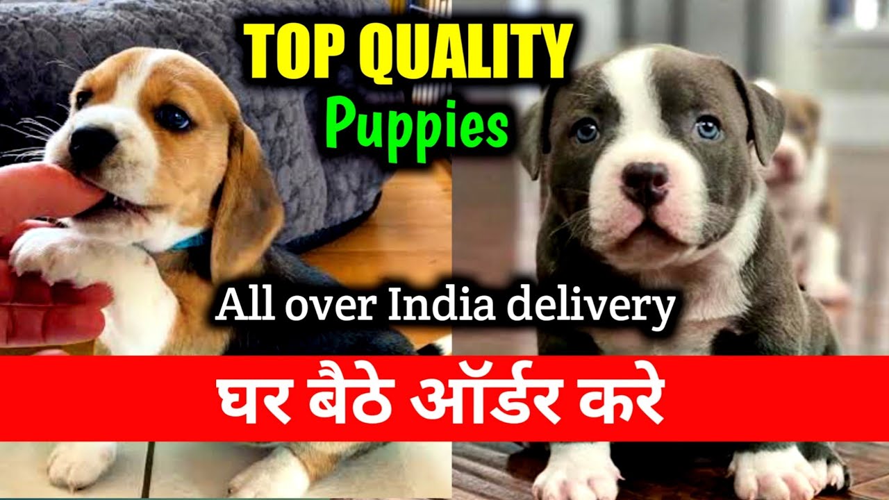 Top quality | American bully & beagle | अब घर बैठे ऑर्डर करे इंडिया में ...