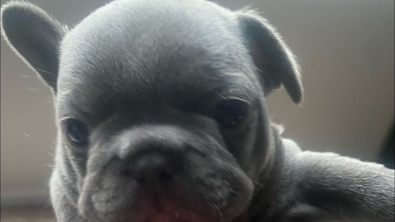 5 week old frenchie - YouTube