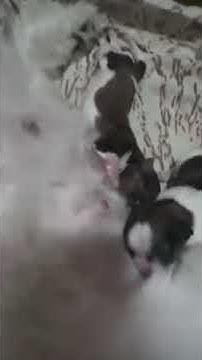 SHIH TZU JUSTICE DOG STUD SERVICE FB PAGE(ANDY) - YouTube