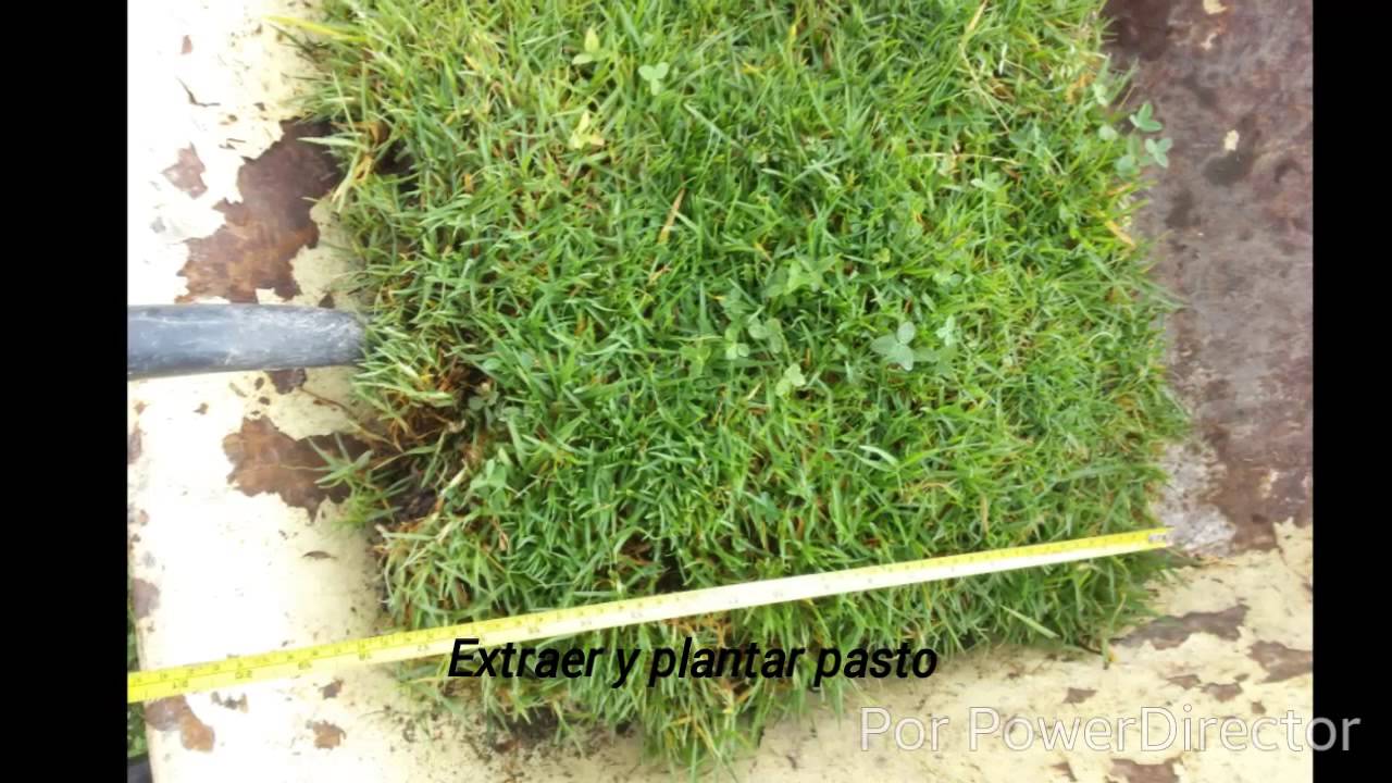 Extraer y plantar pasto - YouTube