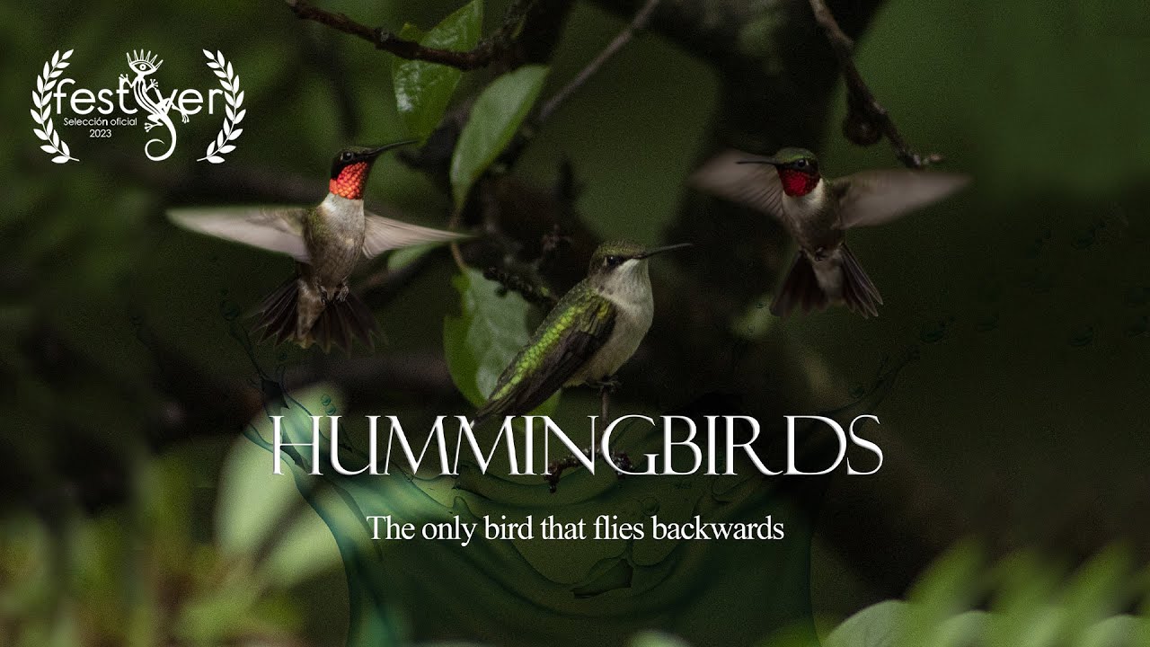 HUMMINGBIRDS - YouTube