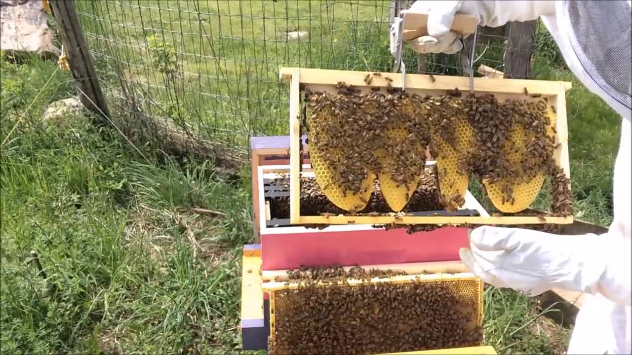 NNY Bees Natural Beekeeping - One week followup to Nuc Installation ...