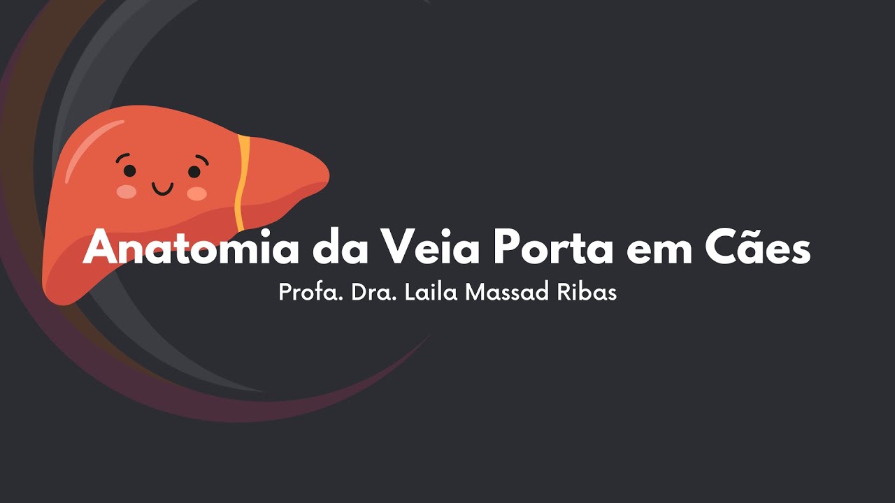 Anatomia vascular hepática: veia porta do cão - YouTube