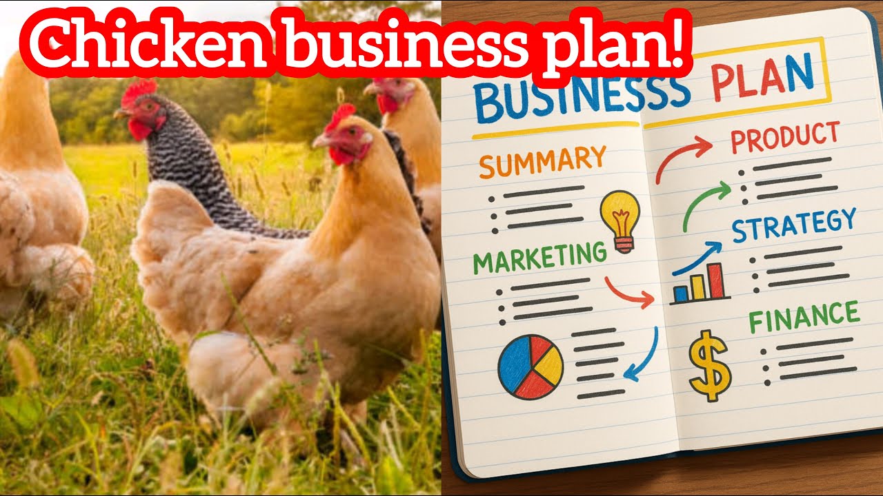 How to make a chicken farming Business plan( beginner friendly - YouTube