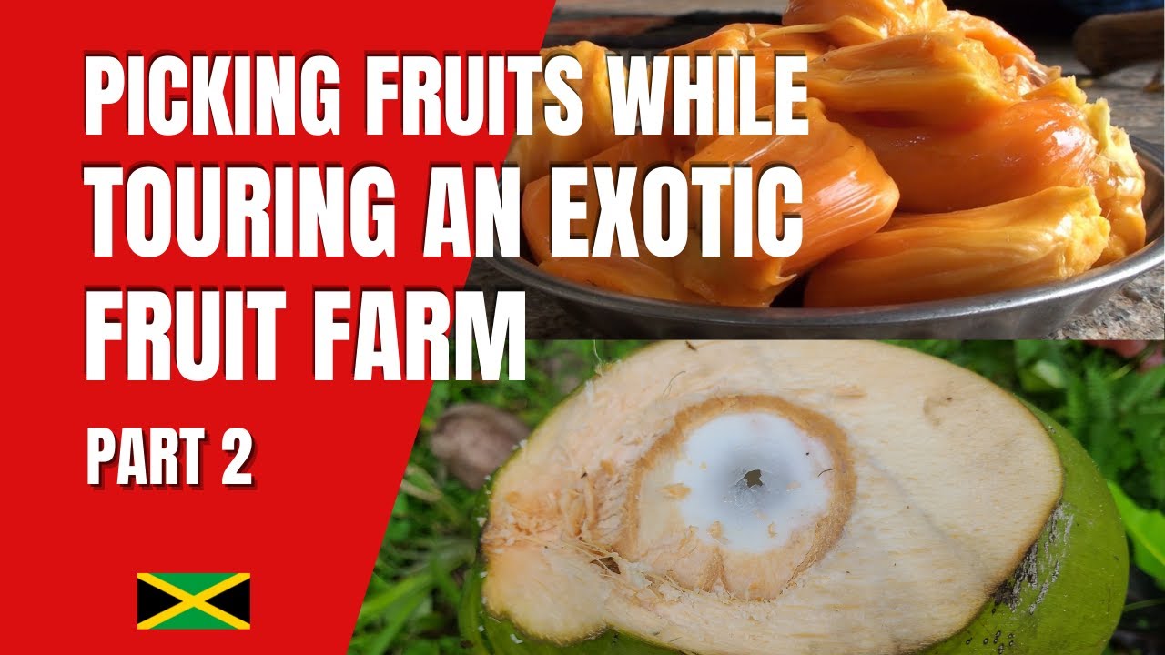 Exotic Fruit Farm Tour in Westmoreland Jamaica (Part 2) - YAAD TRODZ ...