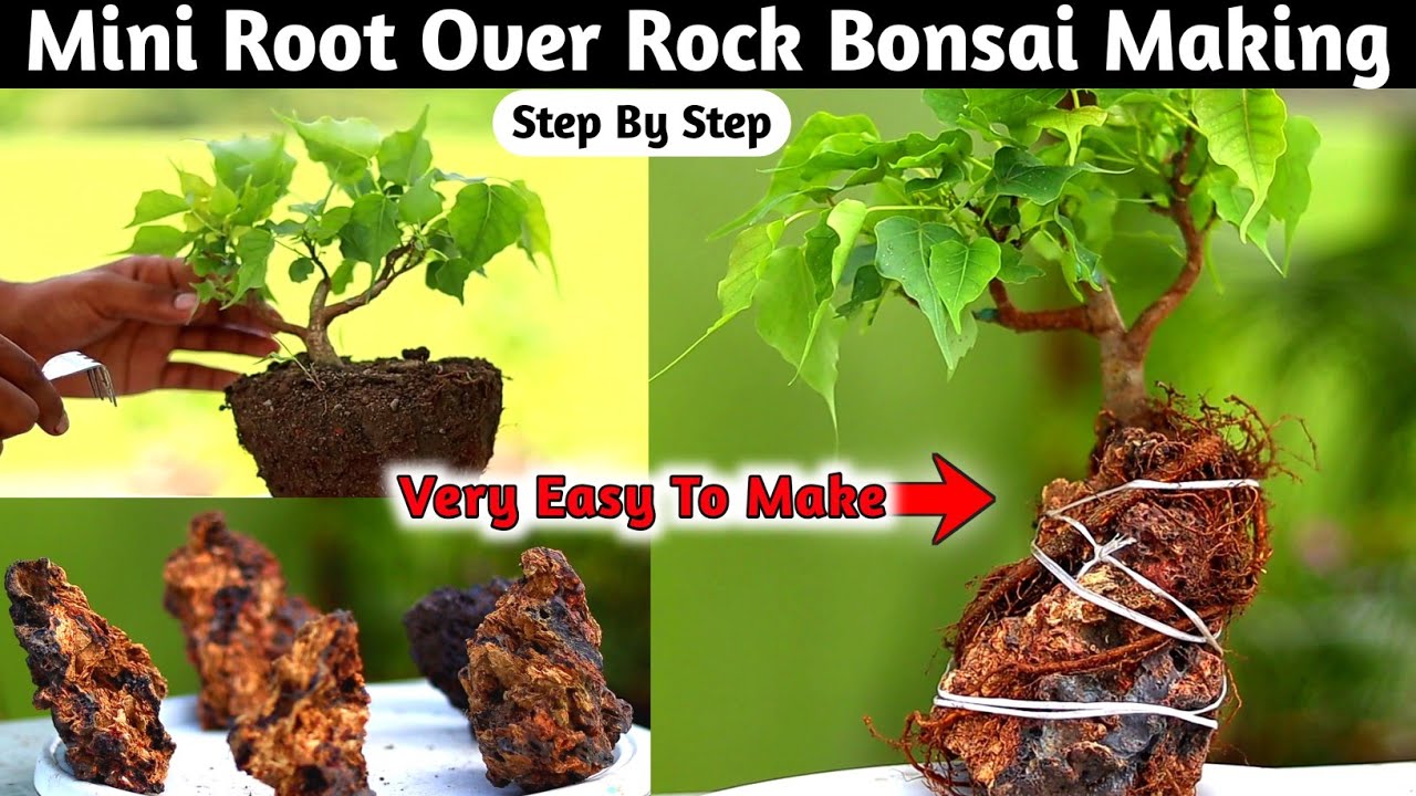 How To Create Mini Root Over Rock Bonsai - YouTube