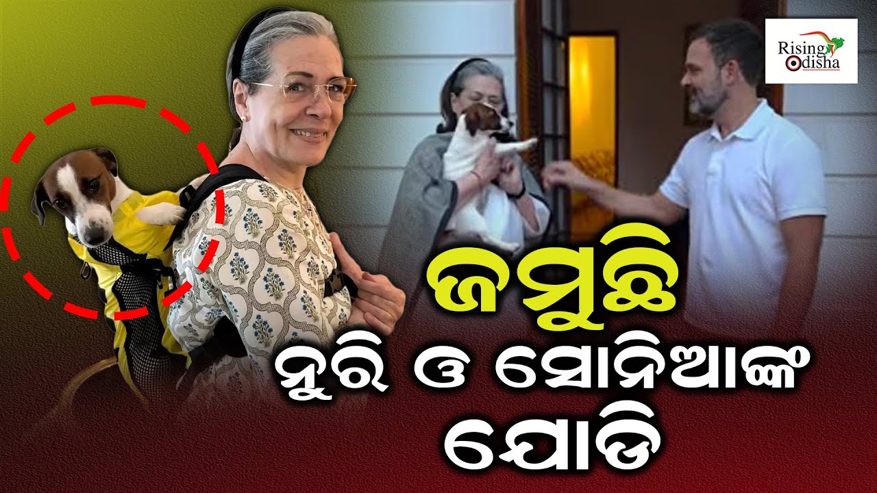 Sonia Gandhi With Pet Dog Noorie Viral: Congress Leader Rahul Gandhi ...