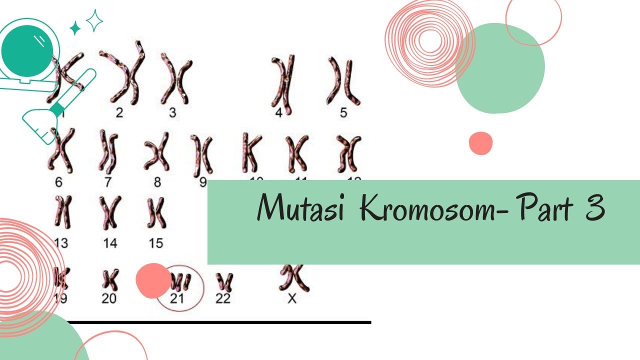 MUTASI part 3 || KERUSAKAN STRUKTUR KROMOSOM biologi sma kelas 12 # ...