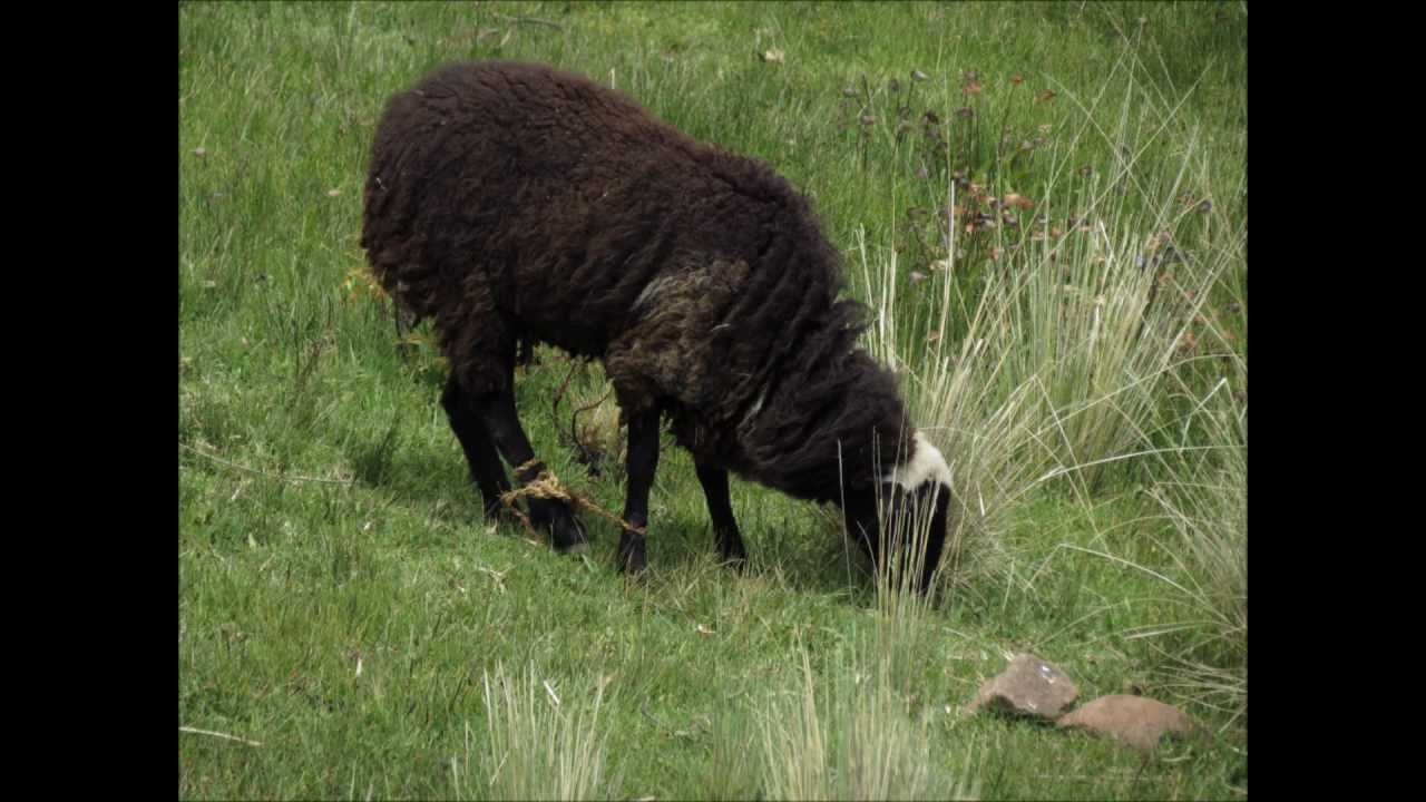 Peru 2012: Livestock on Taquile - YouTube