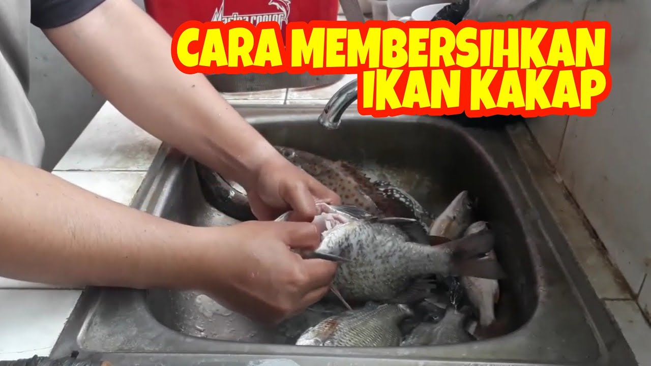 Cara Membersihkan Ikan Kakap Batu / Okek Hasil Mancing - YouTube