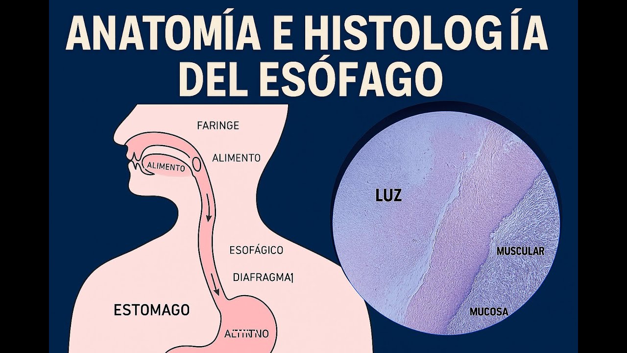 Anatomia e Histologia del Esofago ¿Como se ve al microscopio? - YouTube