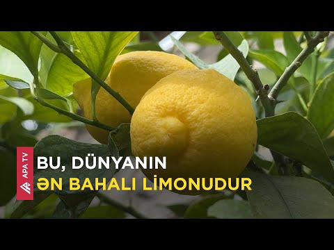 Ordubadda yeni evlənən oğlan və qızlara niyə limon ağacı hədiyyə edilir? - APA TV