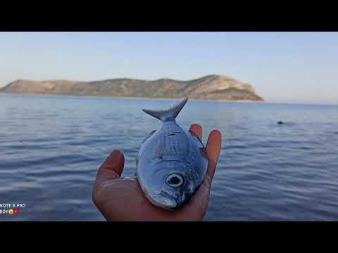 Tisan-Mavikent-danaadası 🤗🎣⚓🦈🦑